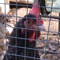How to make your chickens say “yes”and “no“ – The Bock Bock Girls